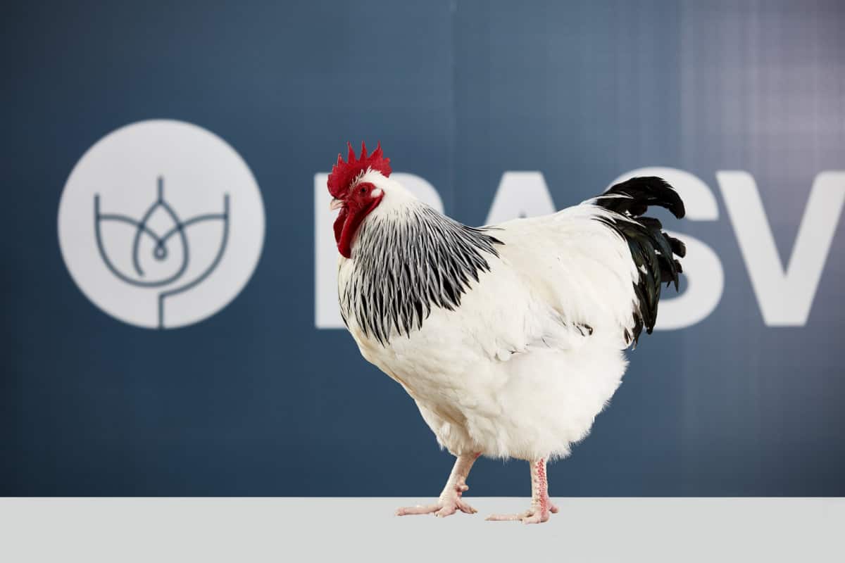 2017 Show Results - Akers Flock