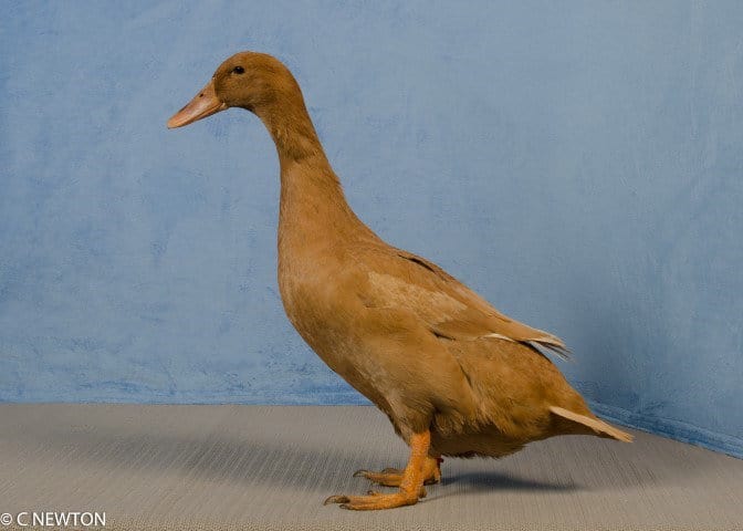 2018 Show Results - Akers Flock