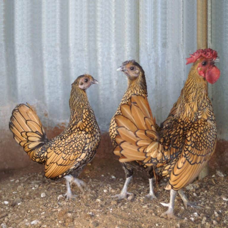 Golden Sebright Bantams - Akers Flock