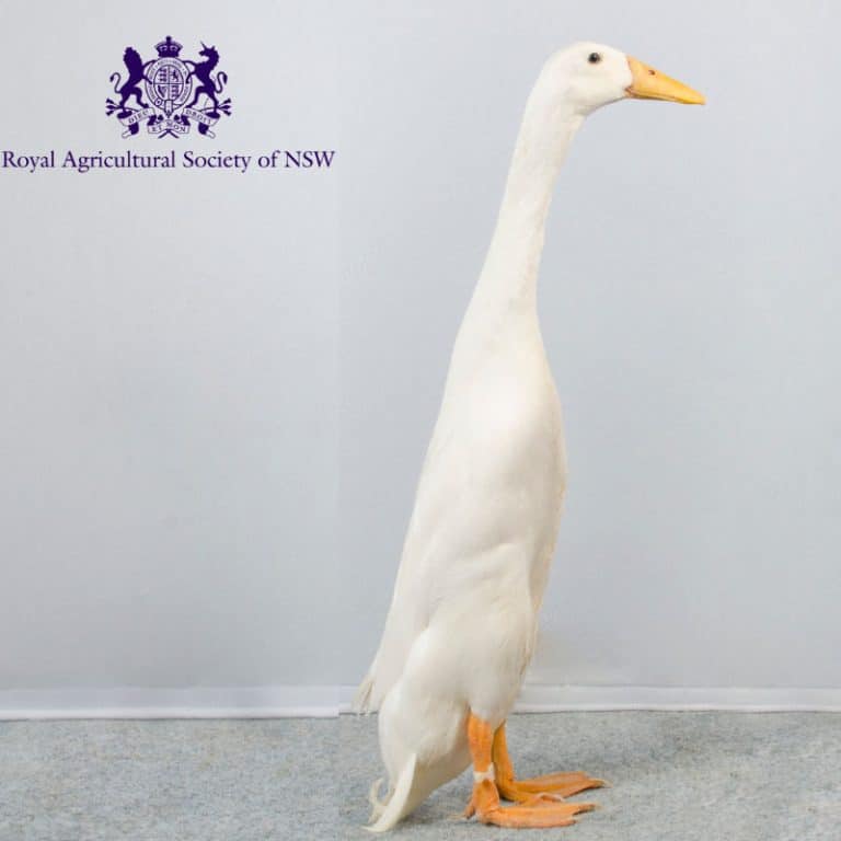 Indian Runners - White - Akers Flock