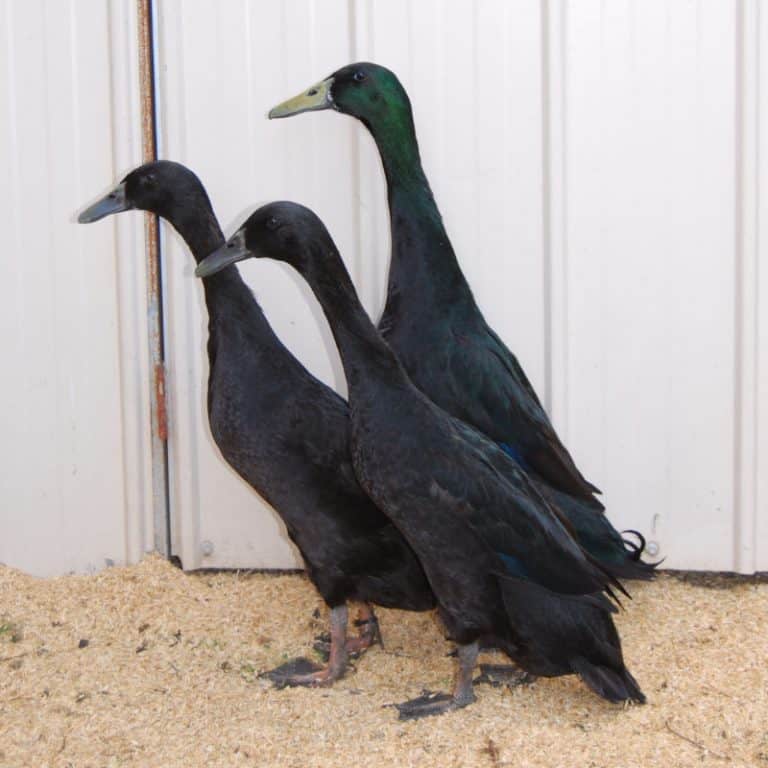 Indian Runners - Black - Akers Flock