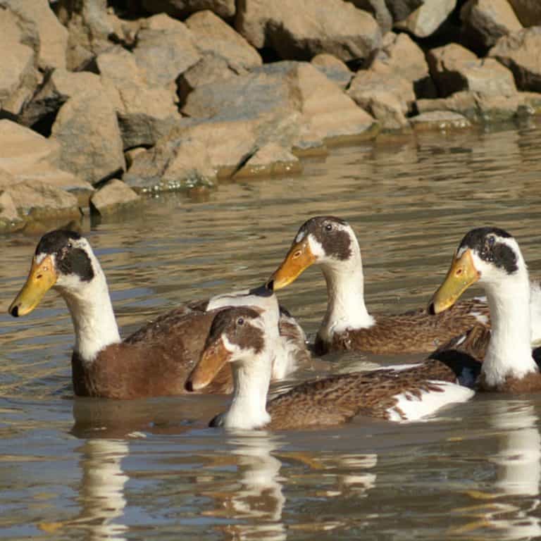 Indian Runners - Fawn and White - Akers Flock